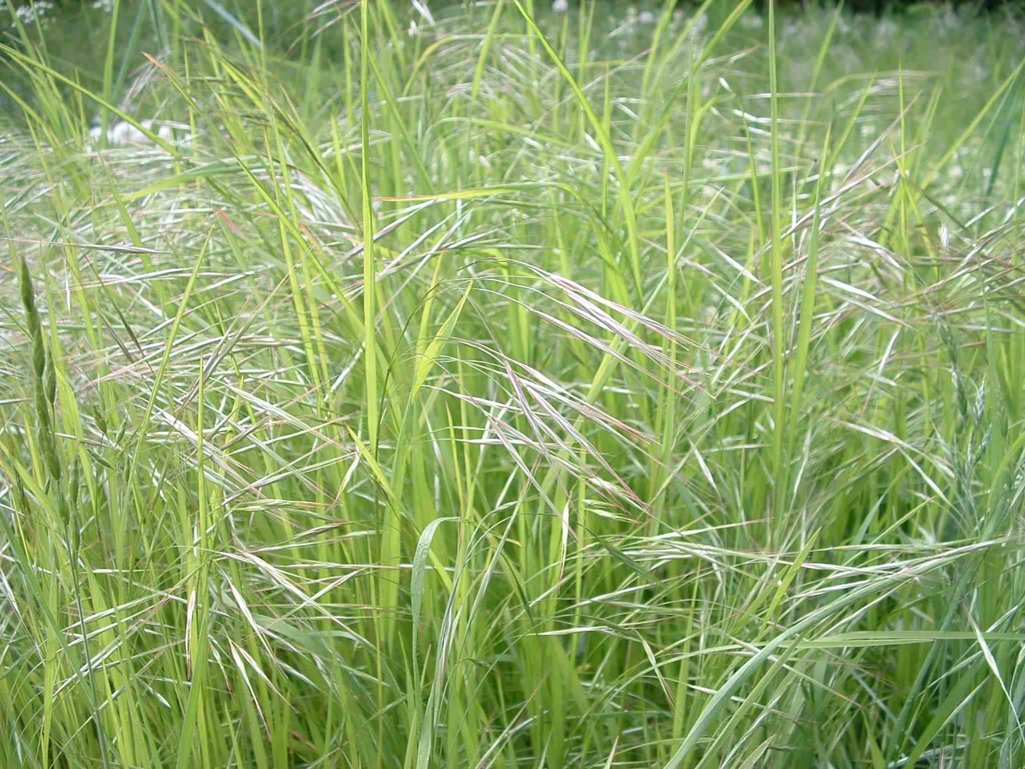 Barren Brome Anisantha Sterilis Species Information Page Also Known As Sterile Brome Haver